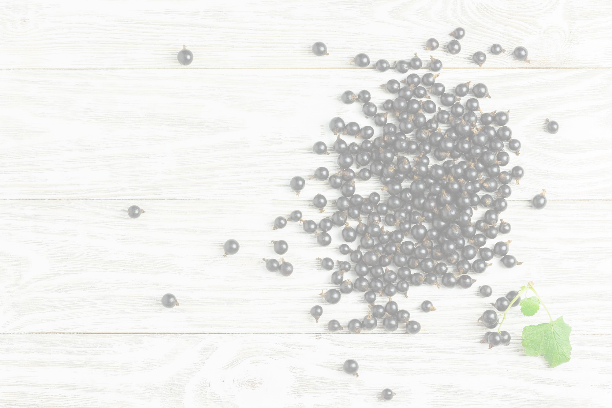 PhytoCide Black Currant Powder - Active Micro Technologies