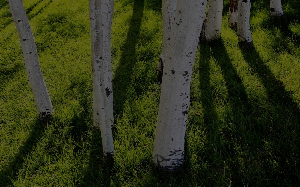 PhytoCide Aspen Bark Extract Powder - Active Micro Technologies