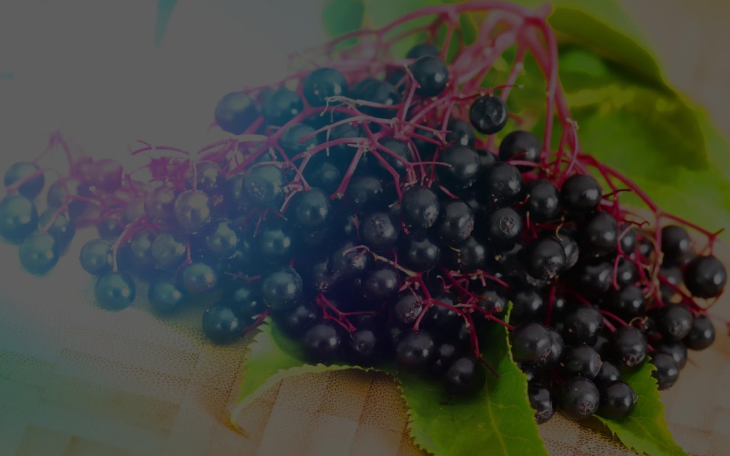 PhytoCide Elderberry OS - Active Micro Technologies